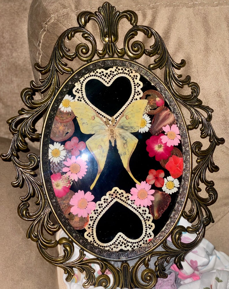 Comet Moth in Vintage Italian Frame - Etsy