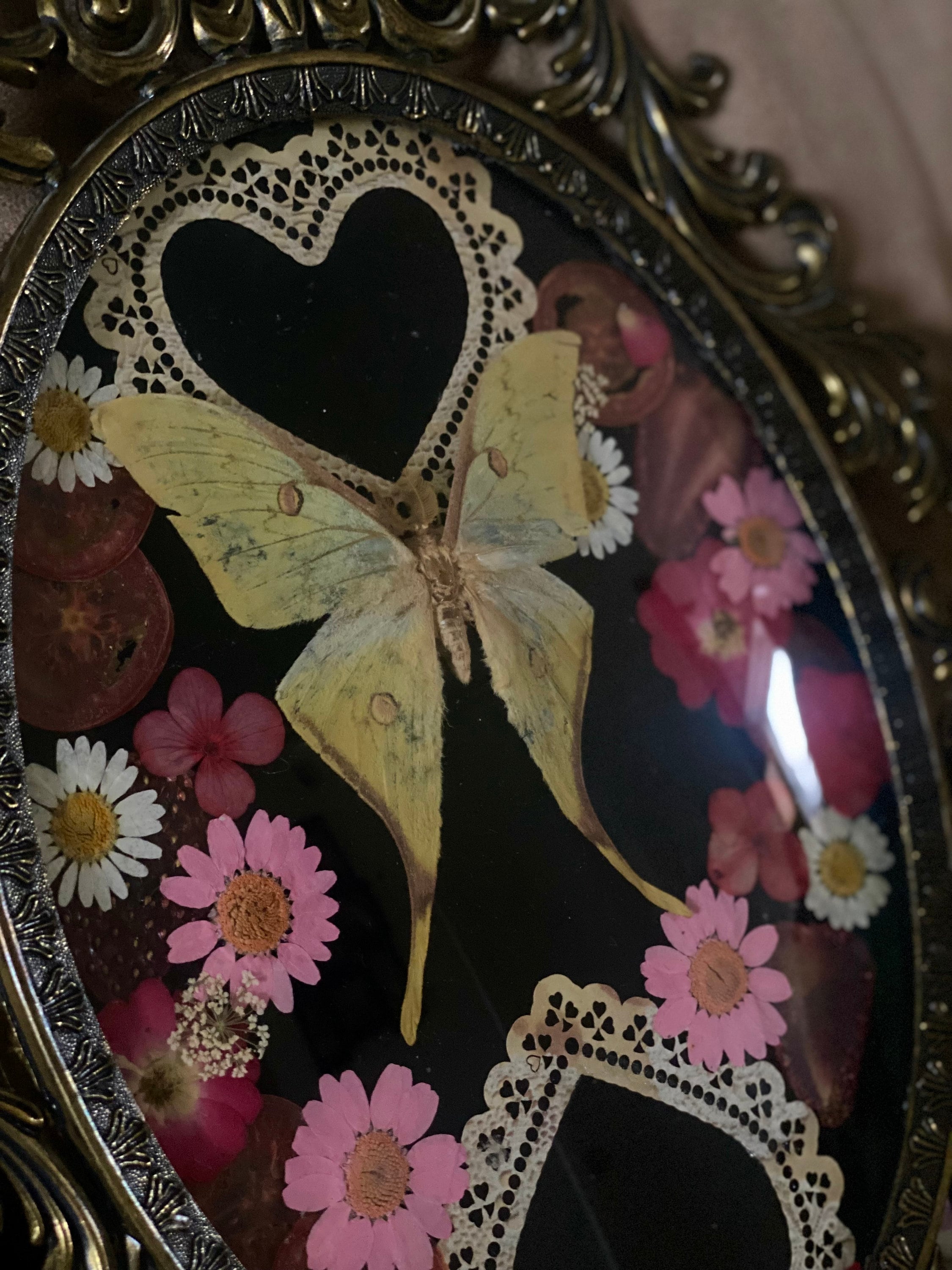 Comet Moth in Vintage Italian Frame - Etsy