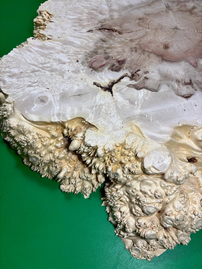 Burl Maple Live Edge Slab: Round Wood Slice (20") - Etsy