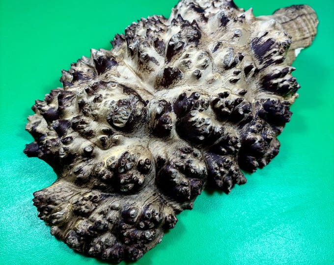 Wild Olive Burl Wood. Burl Wood. Live Edge Wood. Epoxy Art. Burl Wood ...
