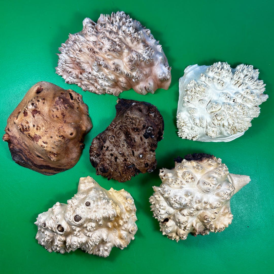 Set of Different Types of Wood 6 Pcs. Burl Wood. Live Edge Wood. Burls ...