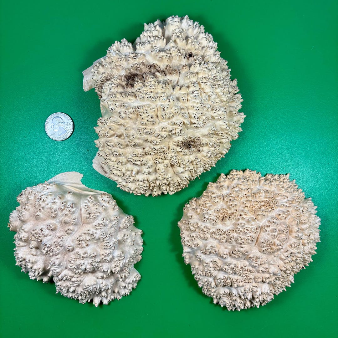 Wild Olive Burl 3 Pcs. Burl Wood. Live Edge Wood. Epoxy Art. Burl Wood ...