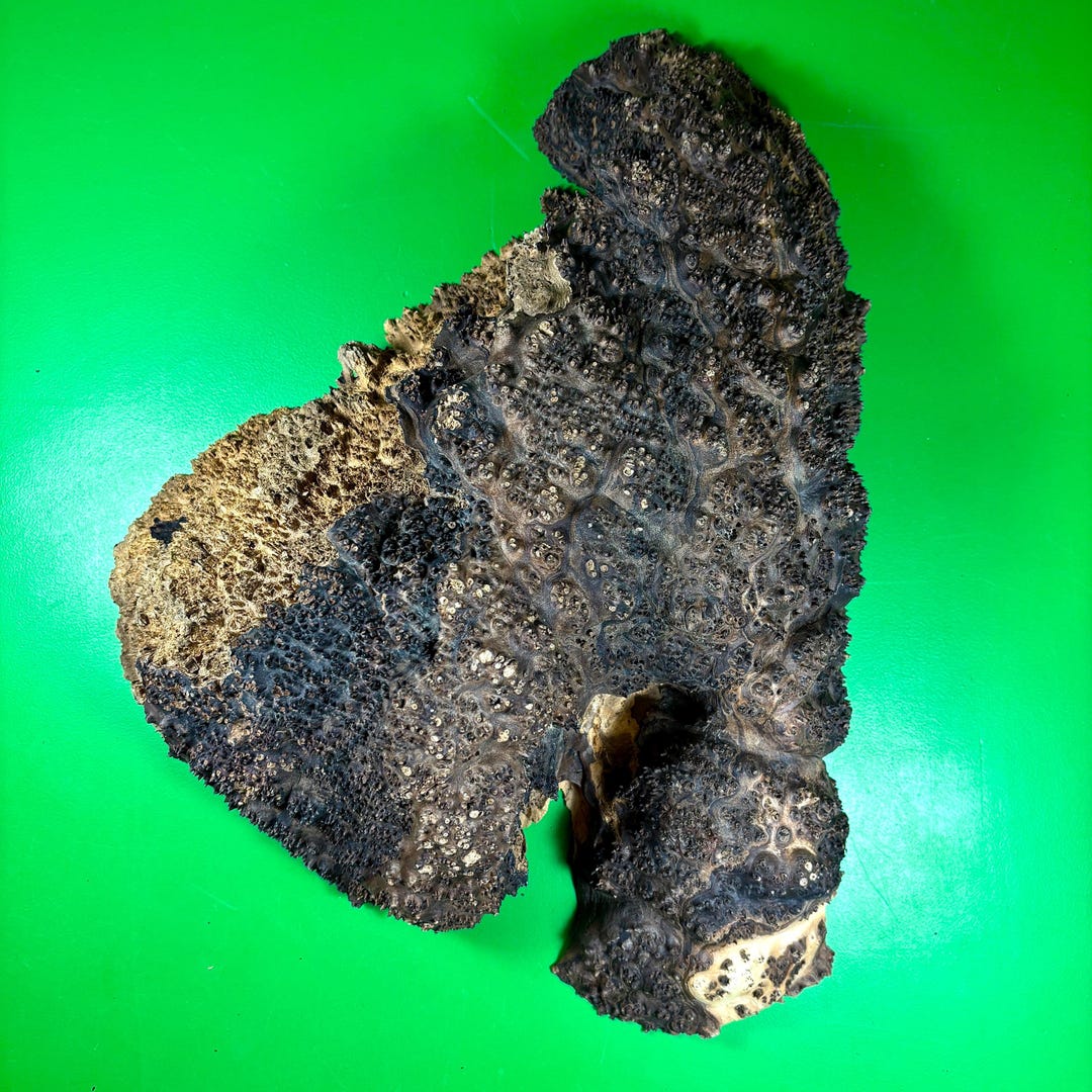 Wild Olive Burl Wood. Burl Wood. Live Edge Wood. Epoxy Art. Burl Wood ...