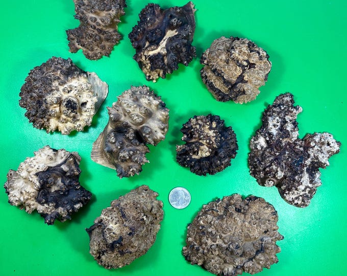 Wild Olive Burl 10 Pcs. Burl Wood. Live Edge Wood. Epoxy Art.burl Wood ...