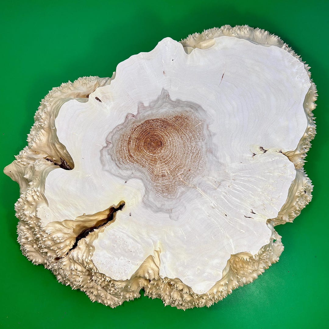Live Edge Maple Slab: Round Burl Wood Slice 14.5x13.4 In - Etsy