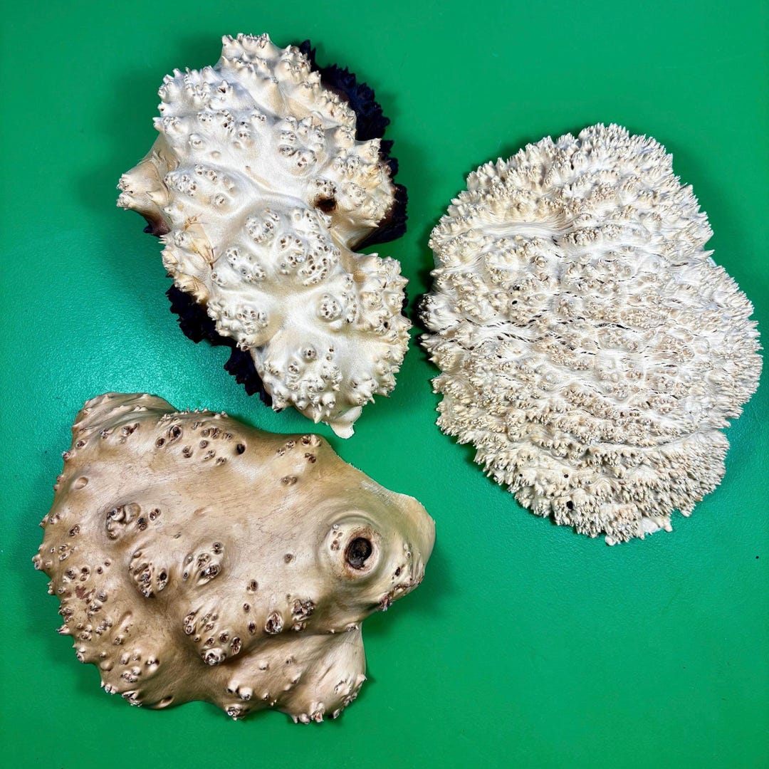 Set of Different Types of Wood 3 Pcs. Burl Wood. Live Edge Wood. Burls ...