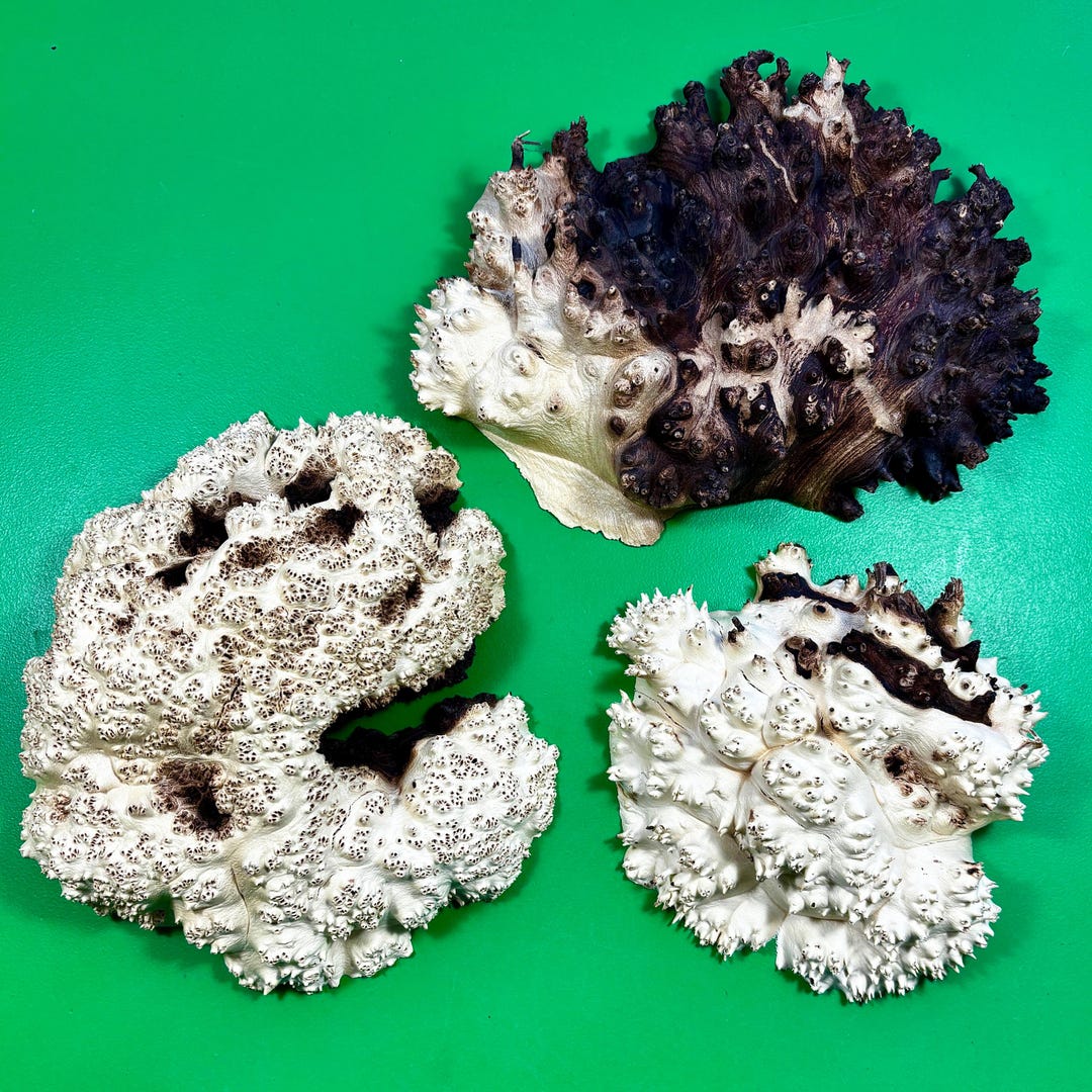 Wild Olive Burl 3 Pcs. Burl Wood. Live Edge Wood. Epoxy Art. Burl Wood ...