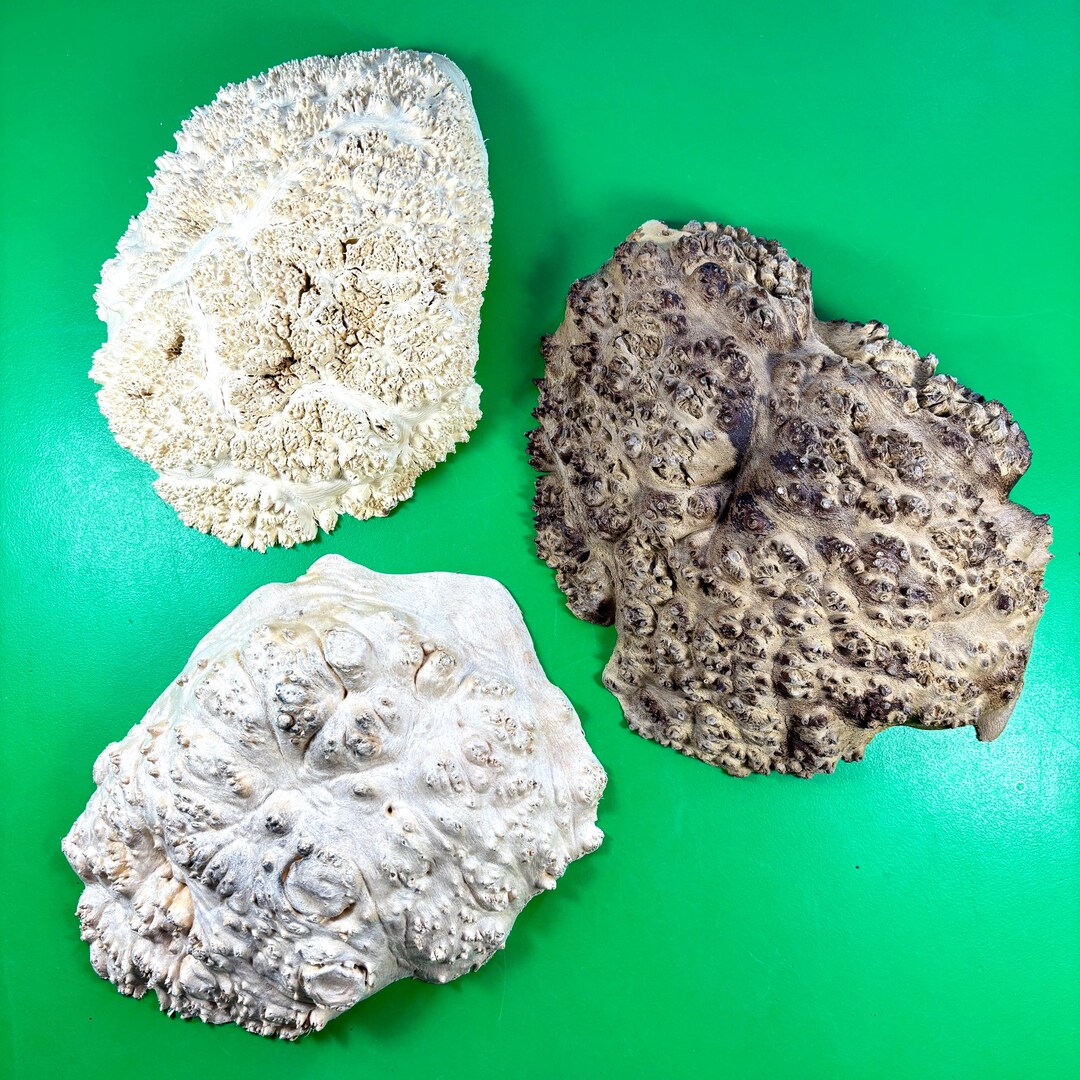 Set of Different Types of Wood 3 Pcs. Burl Wood. Live Edge Wood. Burls ...