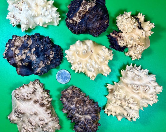 Wild Olive Burl 8 Pcs. Burl Wood. Live Edge Wood. Epoxy Art.burl Wood ...