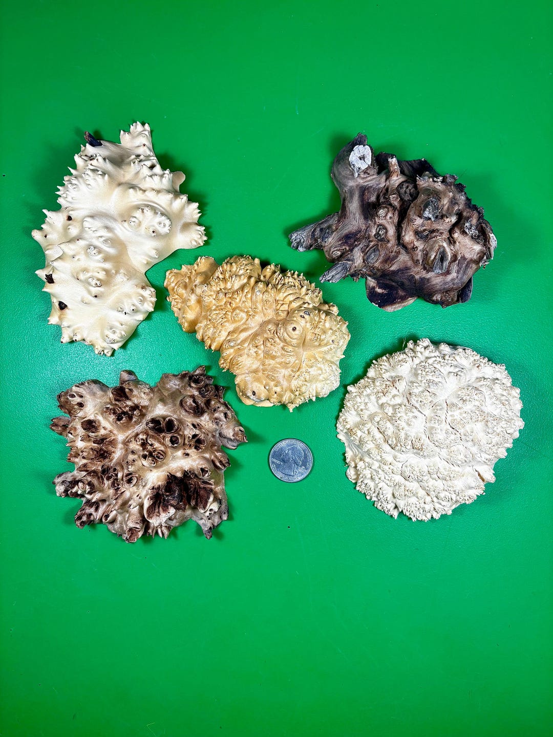 Set of Different Types of Wood 5 Pcs. Burl Wood. Live Edge Wood. Burls ...