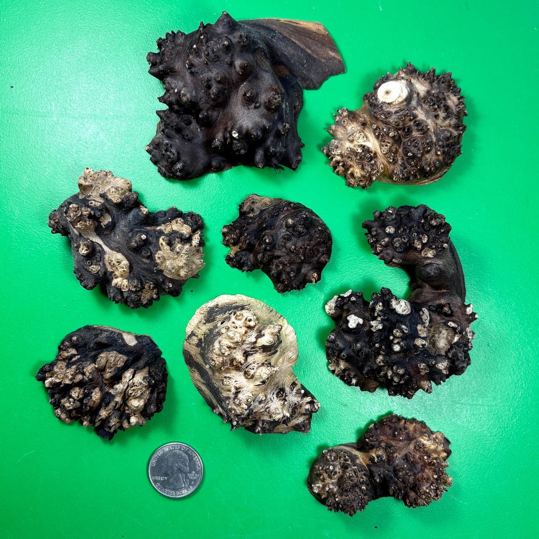 Wild Olive Burl 8 Pcs. Burl Wood. Live Edge Wood. Epoxy Art.burl Wood ...