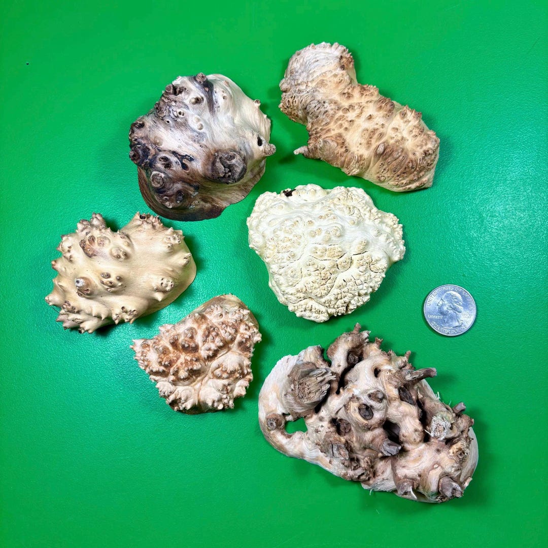 Set of Different Types of Wood 6 Pcs. Burl Wood. Live Edge Wood. Burls ...
