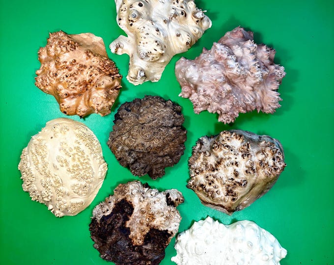 Set of Different Types of Wood 8 Pcs. Burl Wood. Live Edge Wood. Burls ...