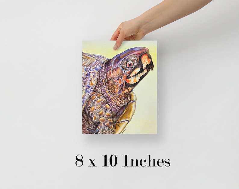 Box Turtle Art Print: Realistic Reptile Watercolor Giclée - Etsy