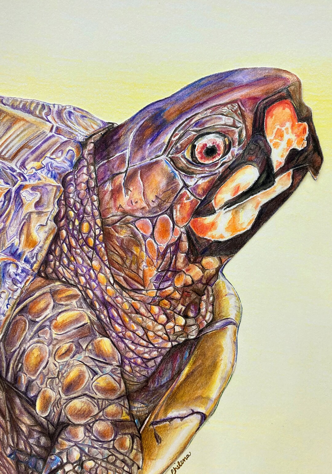 Box Turtle Art Print: Realistic Reptile Watercolor Giclée - Etsy