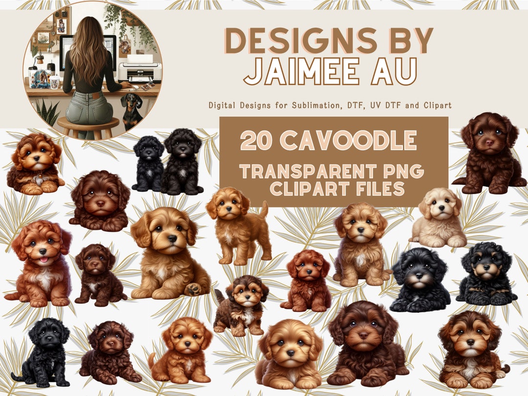 20 Cavoodle Clipart Bundle, Png Jpeg Transparent Files, Chocolate ...