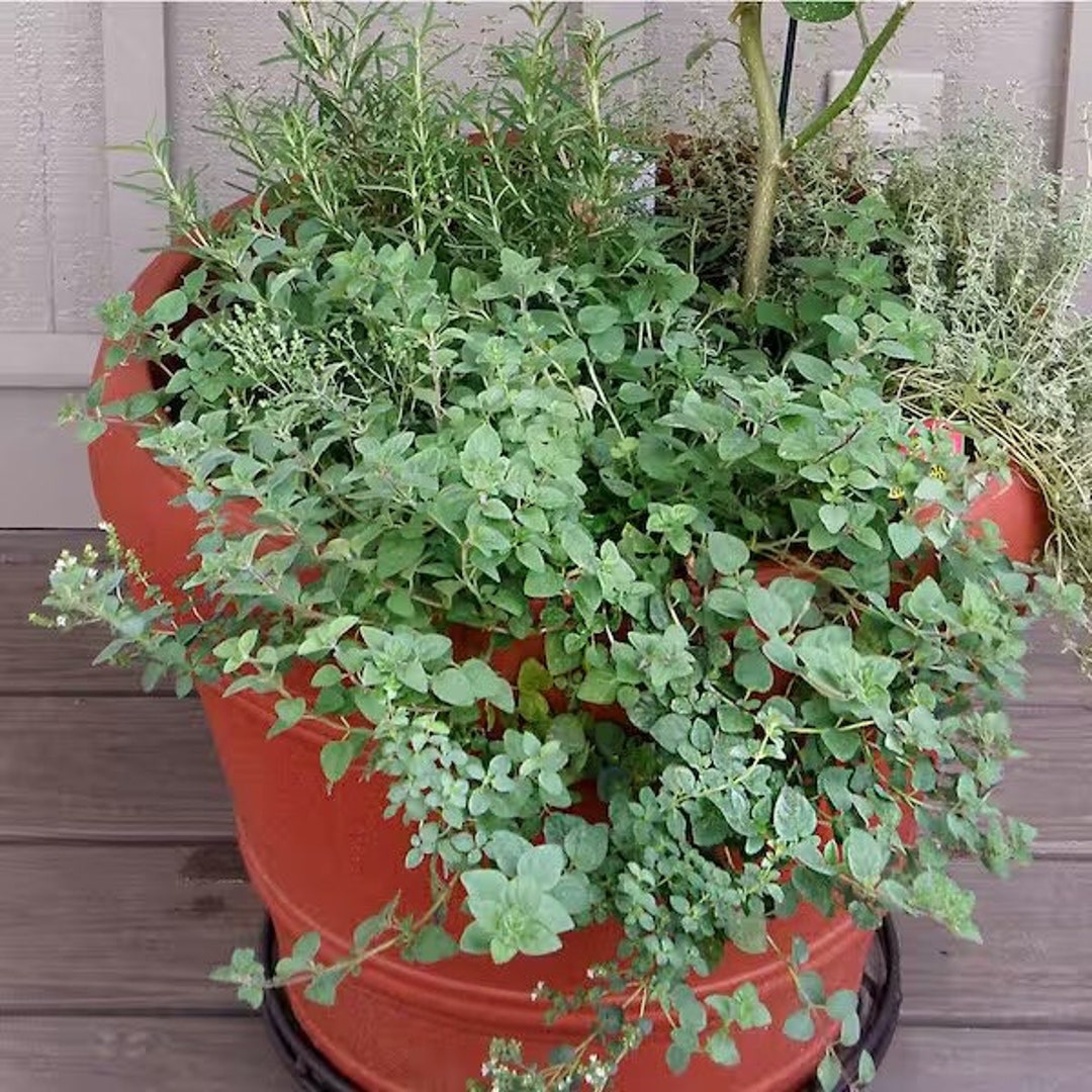 Greek Oregano, Quart Container, Live Plant, Edible Garden, Outdoor ...