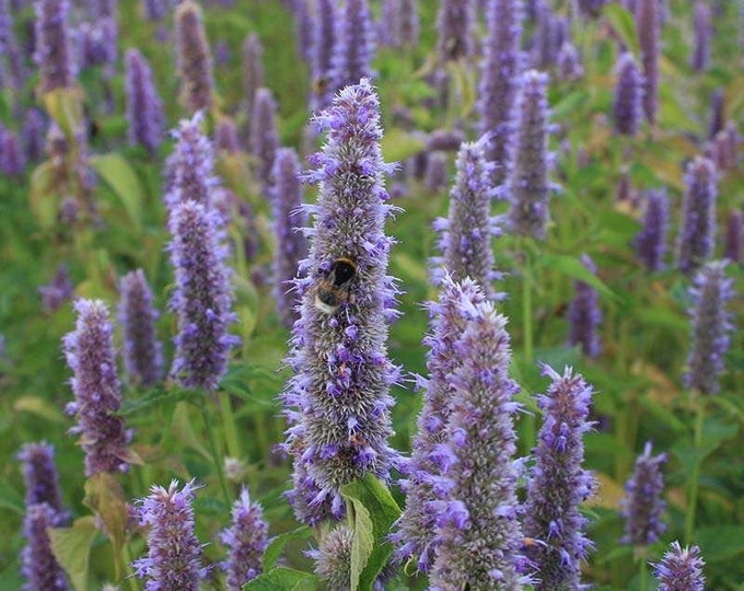 Agastache Anise Hyssop, Quart, Native, Pollinator, Attracts Bees ...