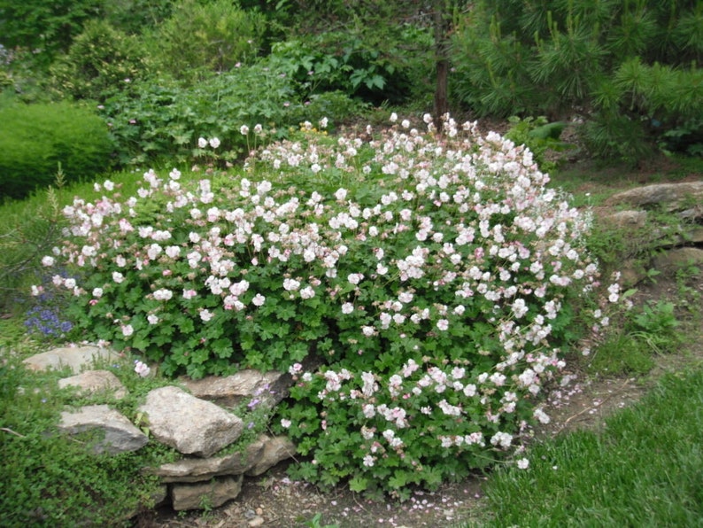Geranium Biokovo, Quart Container, Live Plant, Perennial, Attracts ...