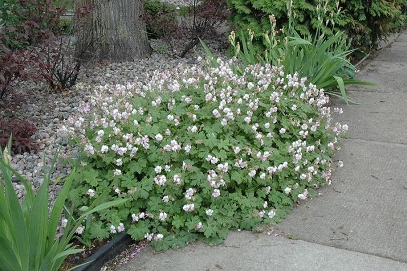 Geranium Biokovo, Quart Container, Live Plant, Perennial, Attracts ...