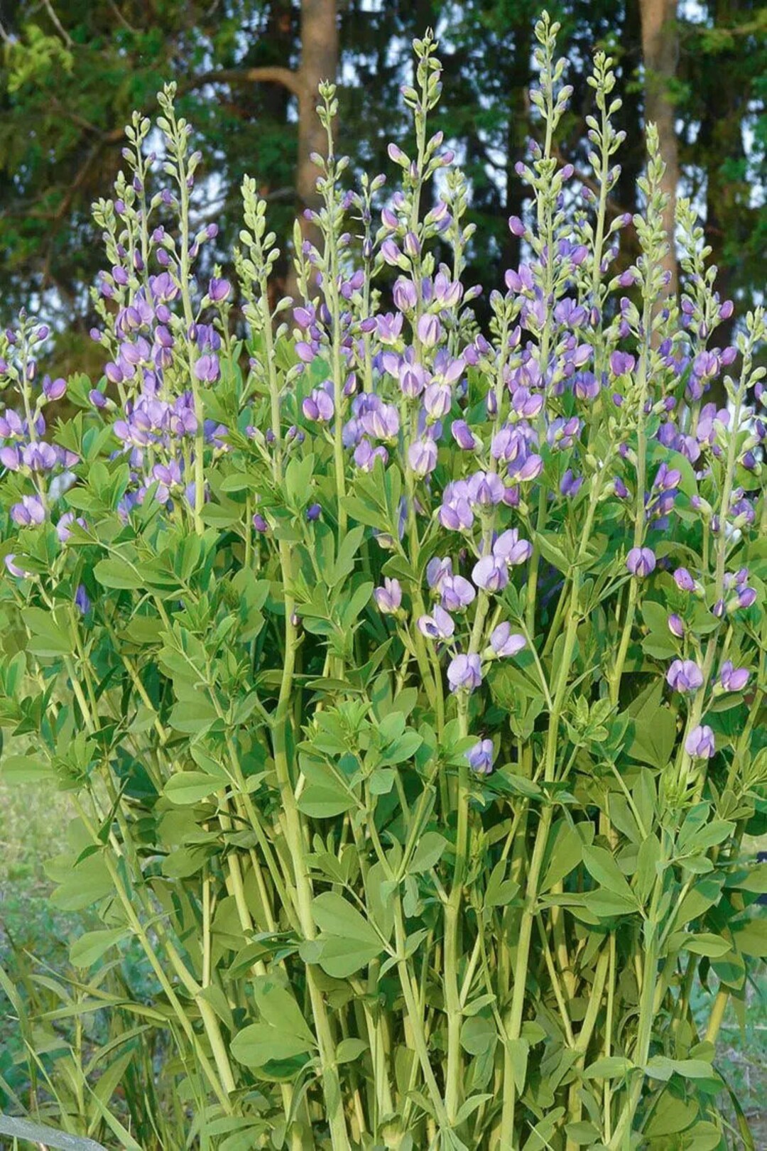 Blue False Indigo, Baptisia, Quart Container, Live Plant, Perennial ...
