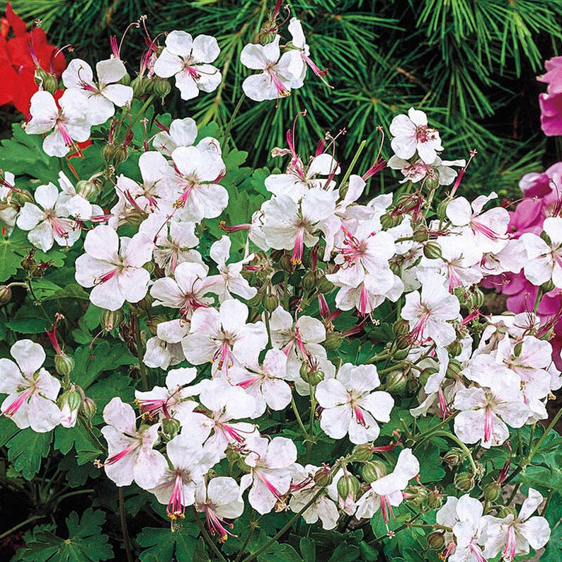 Geranium Biokovo, Quart Container, Live Plant, Perennial, Attracts ...