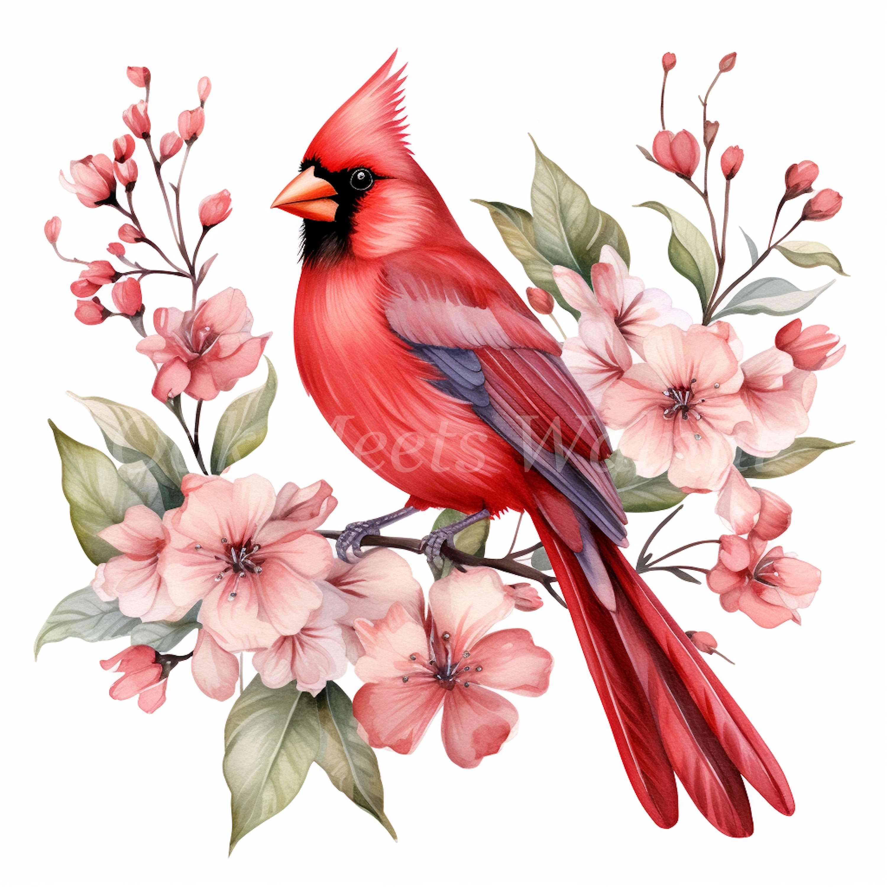 Red Cardinal Clipart Bundle- 10 High Quality Watercolor Jpgs, Flower ...