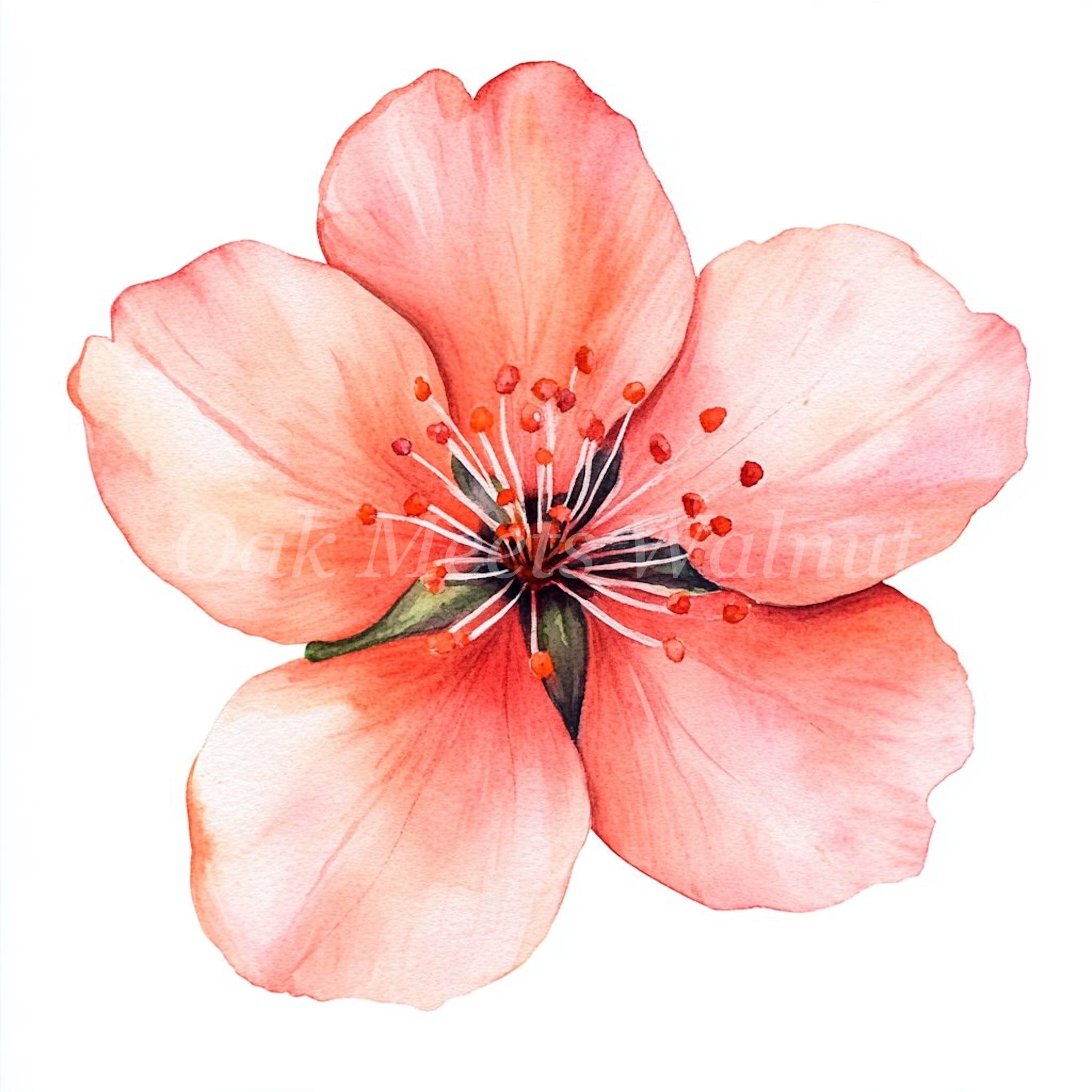 Peach Pink Flower Clipart Bundle: Abstract Floral Jpgs (digital ...