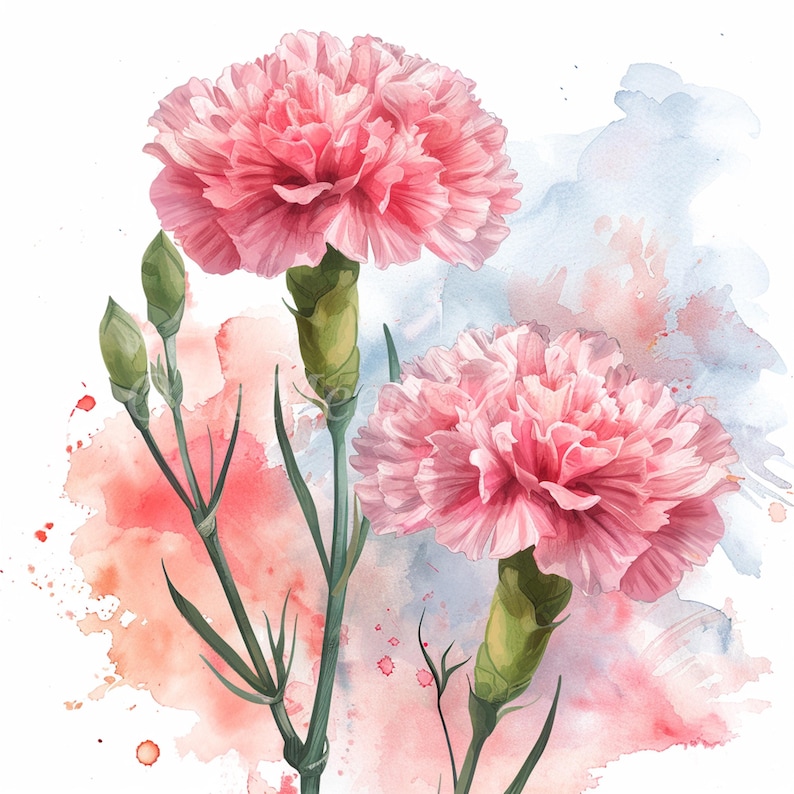 Pink Carnation Watercolor Clipart Bundle: Floral JPG Images (digital ...