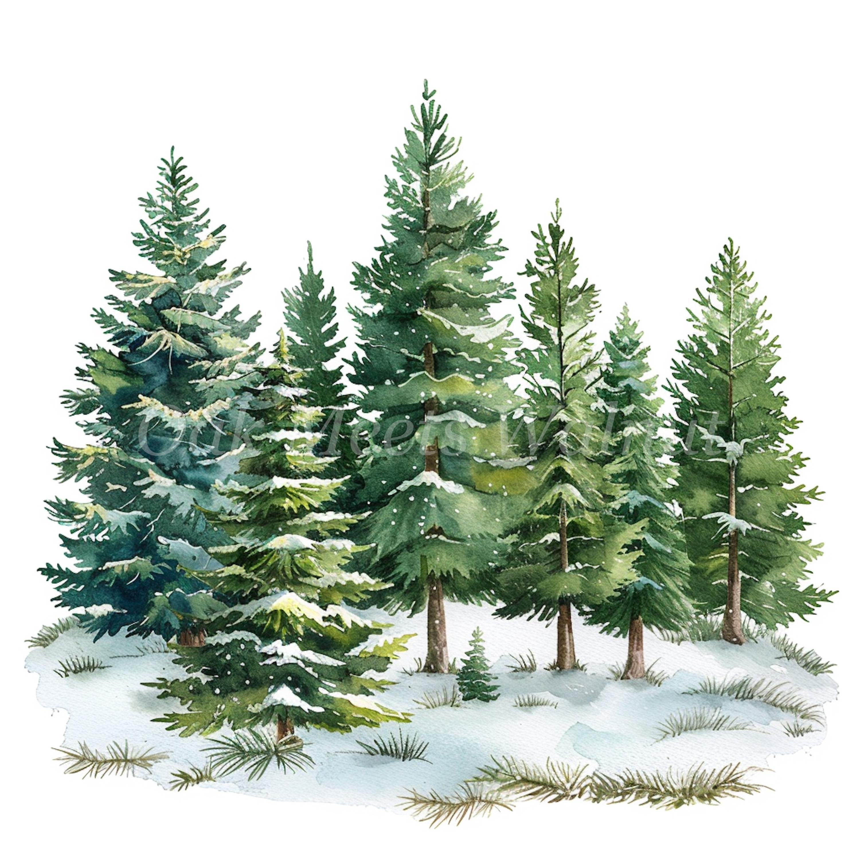 Christmas Pine Trees Clipart Bundle- 10 High Quality Watercolor Jpgs ...