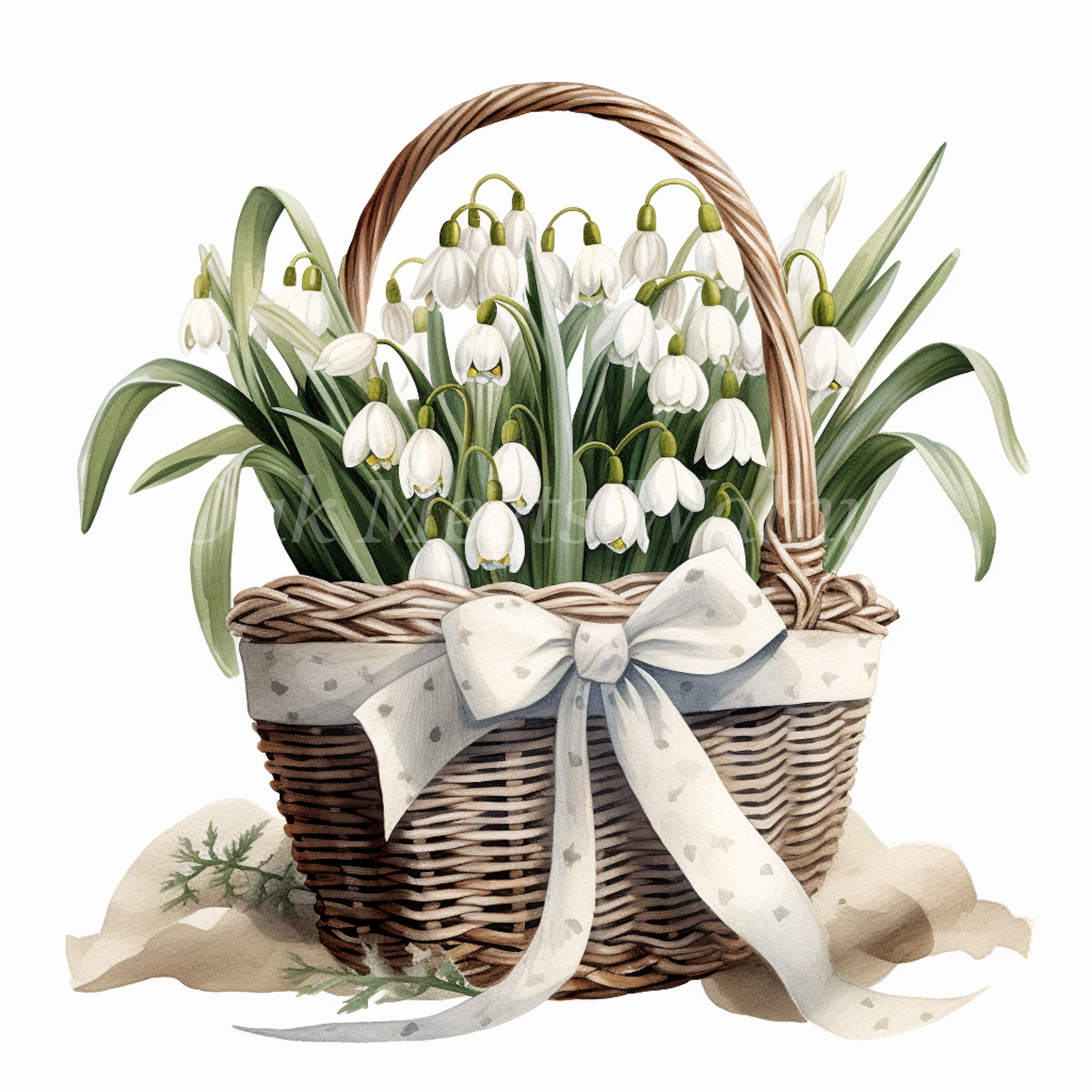Snowdrop Basket Clipart: Watercolor Floral JPG Bundle (digital Download ...
