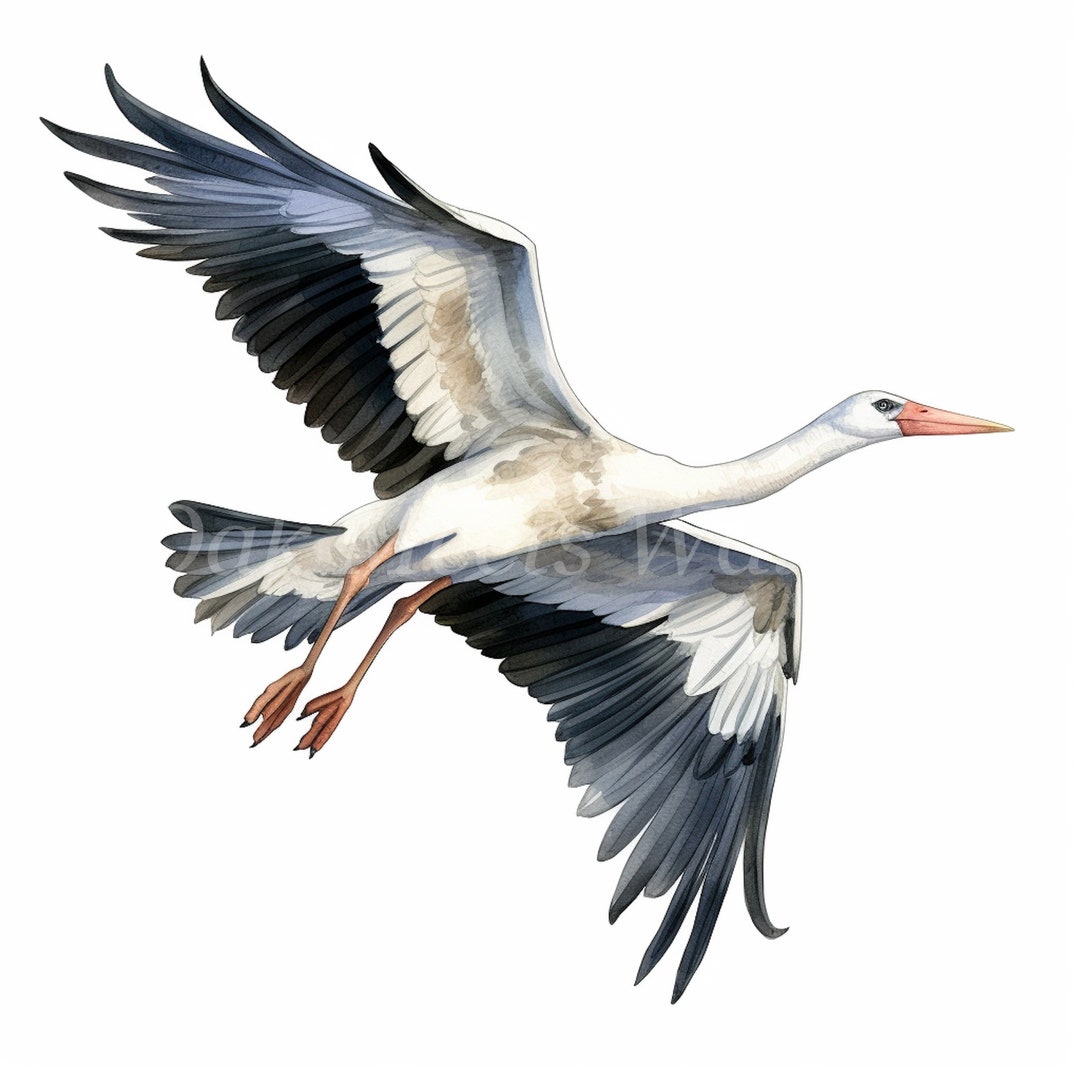 Stork Clipart Bundle- 10 High Quality Watercolor Jpgs, Bird Graphics ...