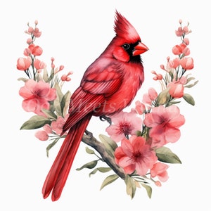 Red Cardinal Clipart Bundle- 10 High Quality Watercolor Jpgs, Flower ...