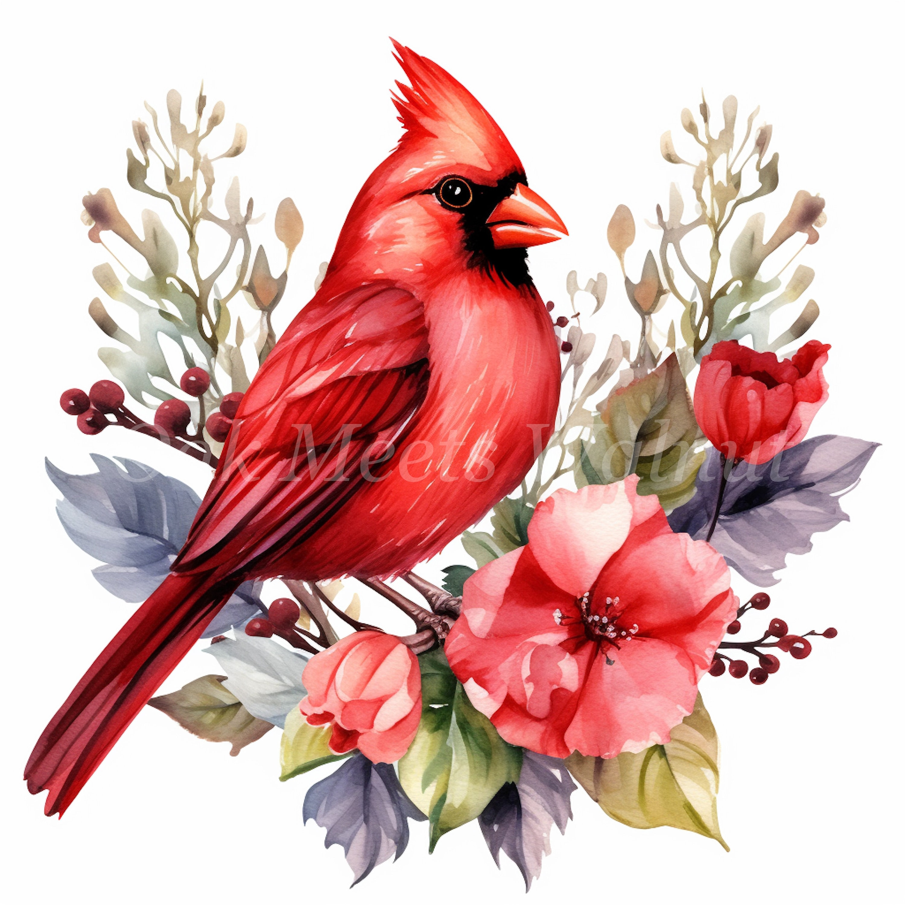 Red Cardinal Clipart Bundle- 10 High Quality Watercolor Jpgs, Flower ...