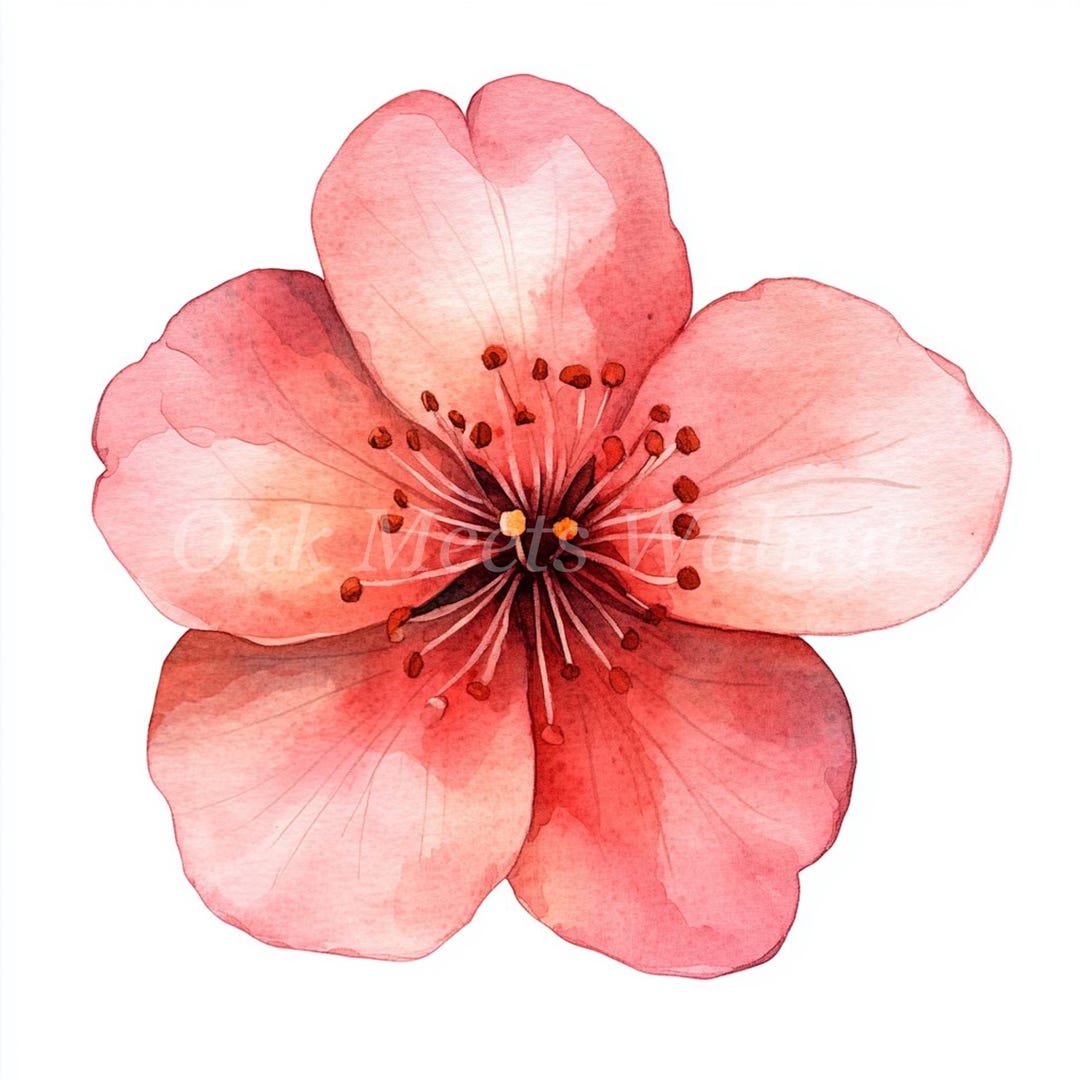 Peach Pink Flower Clipart Bundle: Abstract Floral Jpgs (digital ...