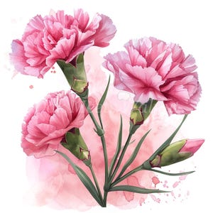 Pink Carnation Watercolor Clipart Bundle: Floral JPG Images (digital ...