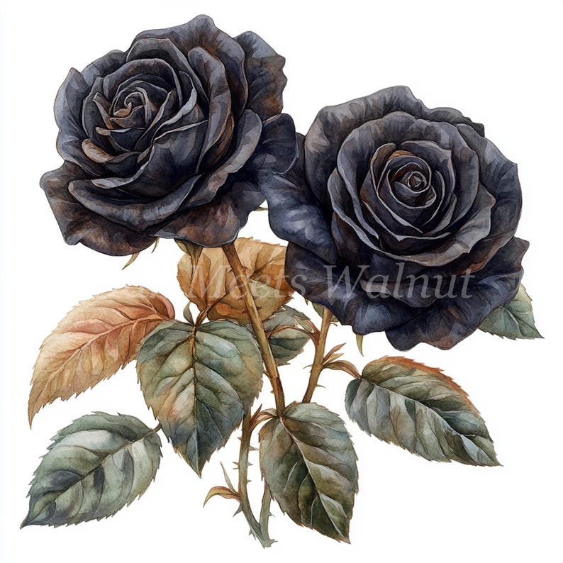 Black Roses Watercolor Clipart Bundle: Floral JPG Graphics (digital ...