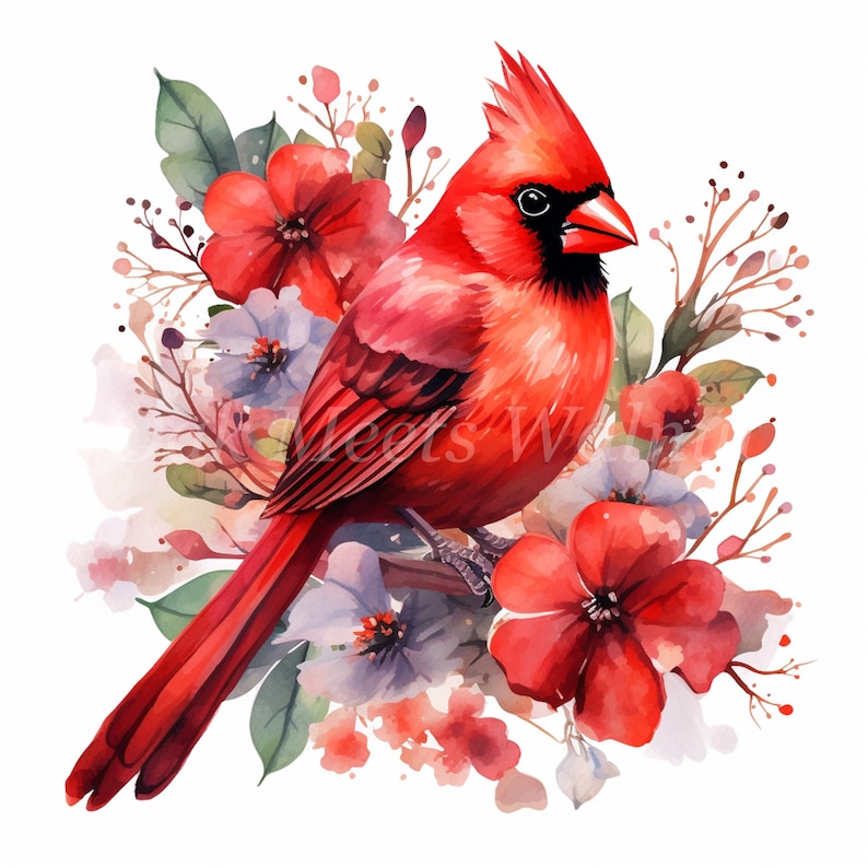 Red Cardinal Watercolor Clipart Bundle: Floral Bird Images (digital ...