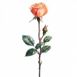 Peach Rose Clipart Bundle- 10 High Quality Watercolor Jpgs, Printable ...