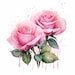 Pink Roses Clipart Bundle- 10 High Quality Watercolor Jpgs, Flower ...