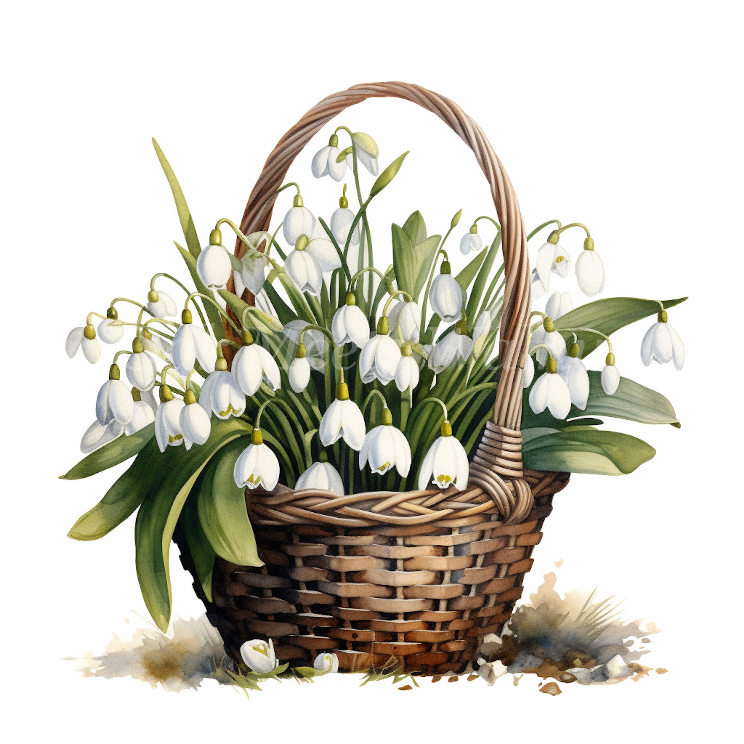 Snowdrop Basket Clipart: Watercolor Floral JPG Bundle (digital Download ...
