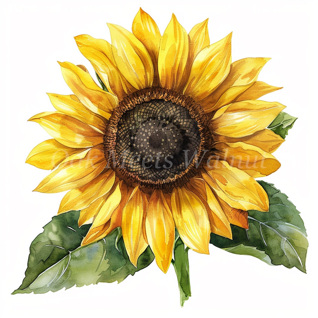 Watercolor Sunflower Clipart Bundle: Floral JPG Images (digital ...