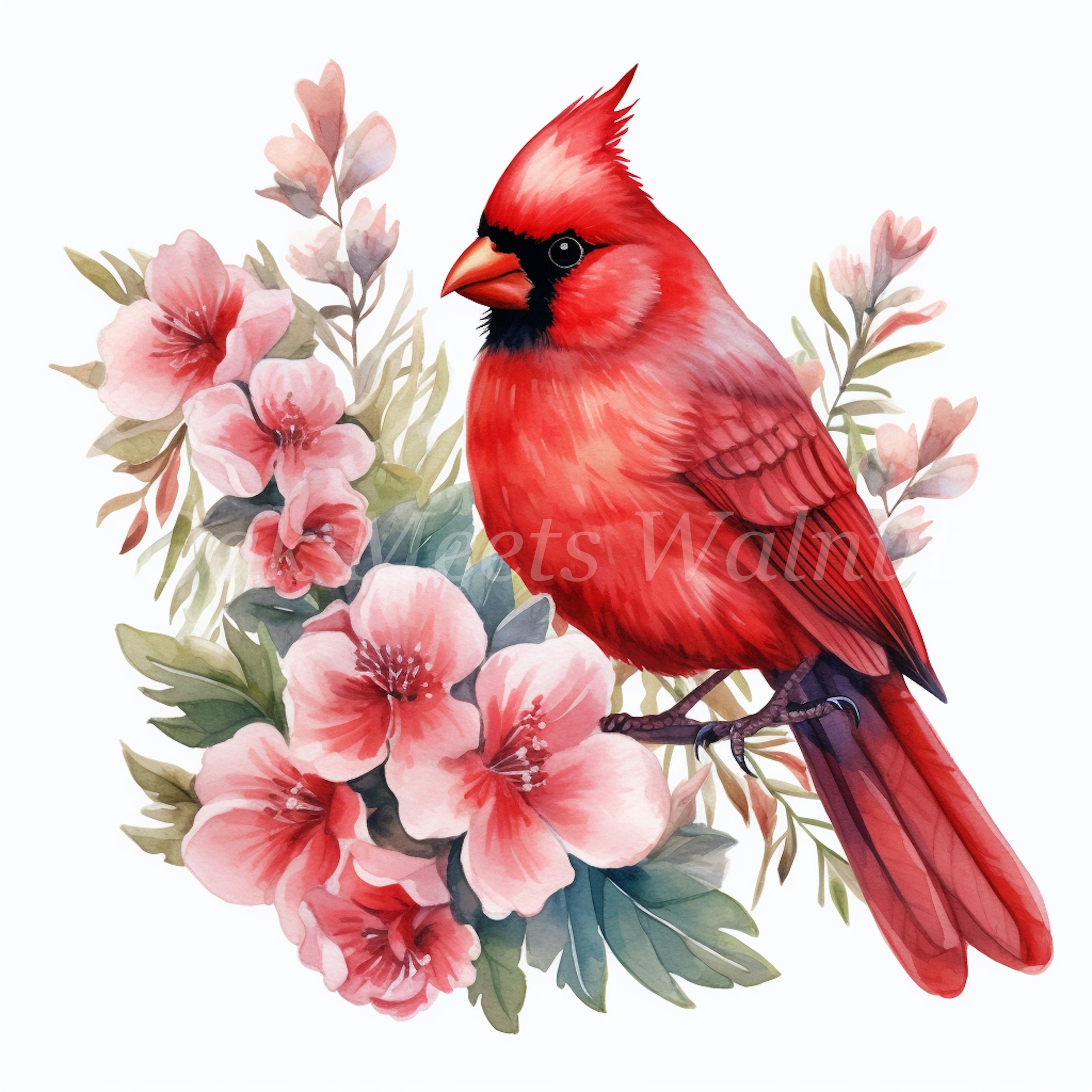 Red Cardinal Watercolor Clipart Bundle: Floral Bird Images (digital ...