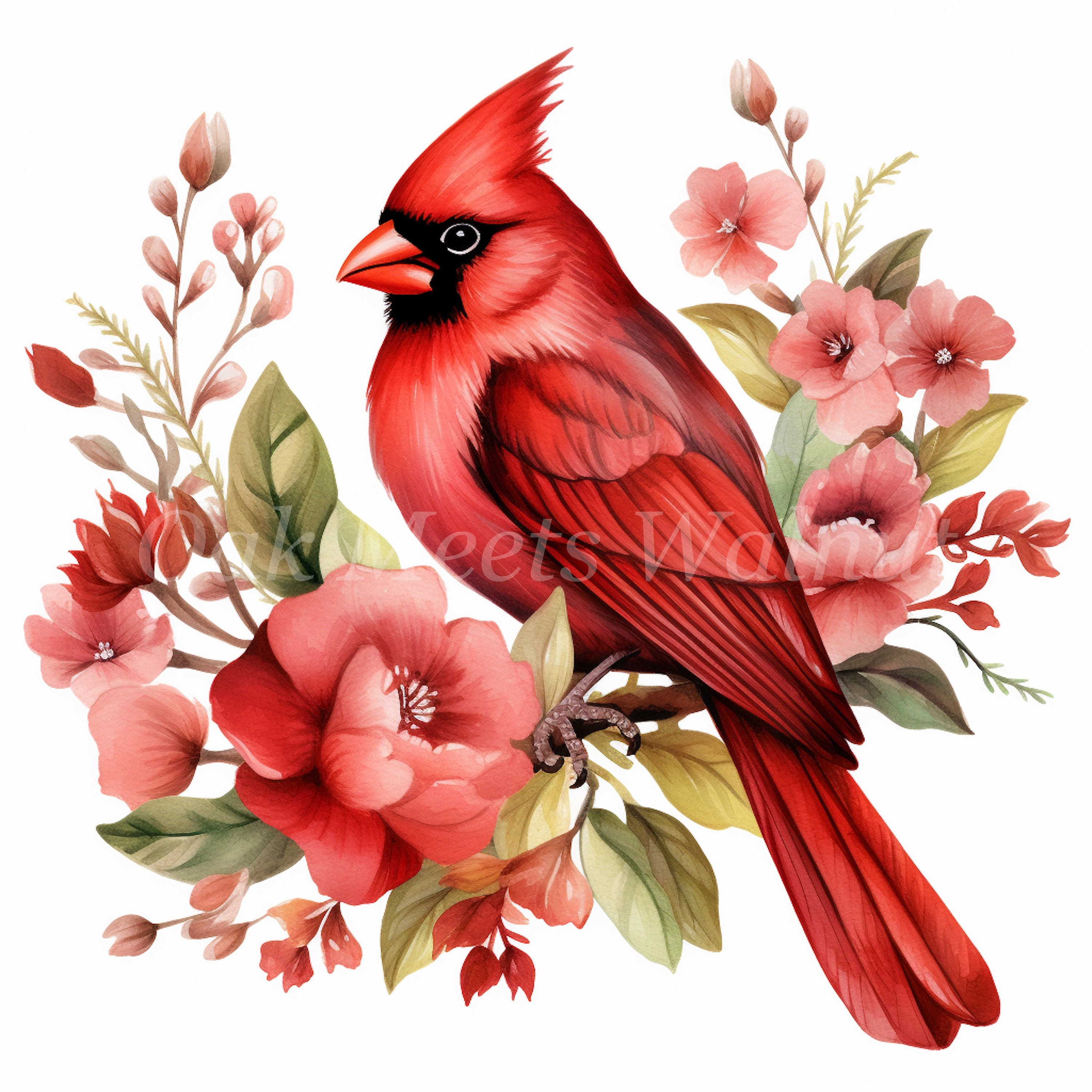 Red Cardinal Clipart Bundle- 10 High Quality Watercolor Jpgs, Flower ...