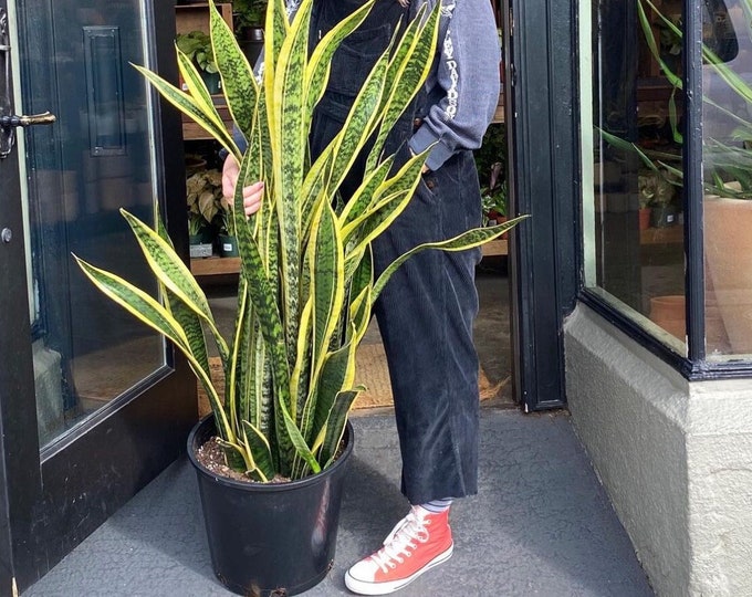Extra Large Snake Plant Laurentii 10 Nursery Pot Sansevieria House ...
