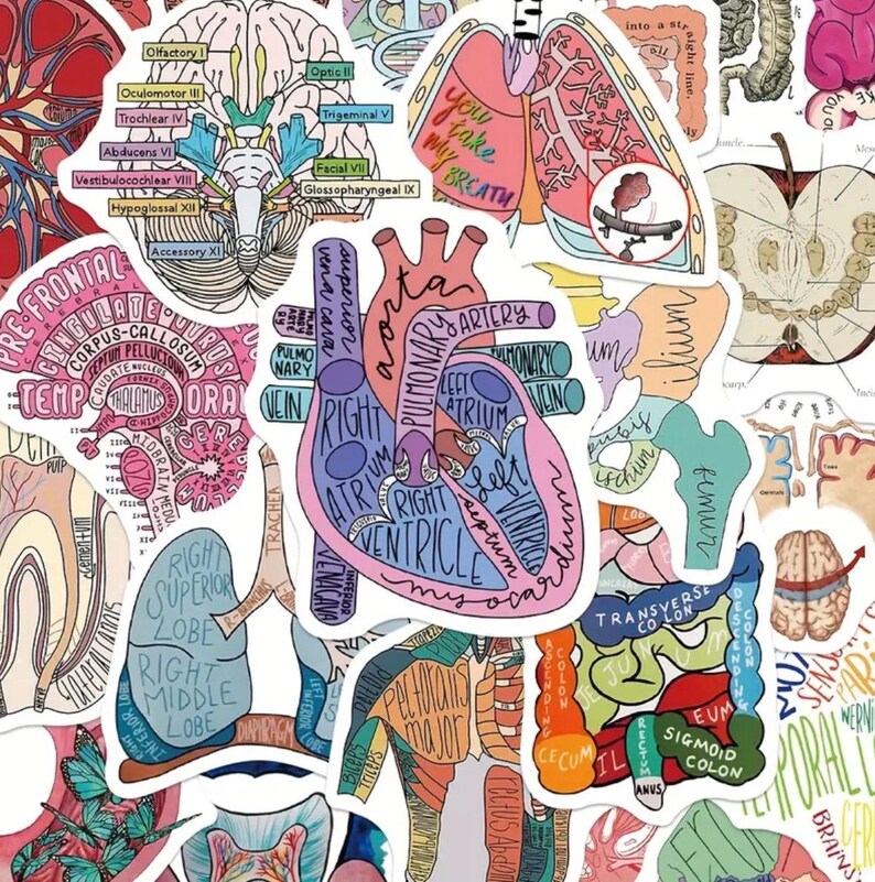 Anatomy Stickers: Medical Illustrations, Healthcare, Biology Student ...