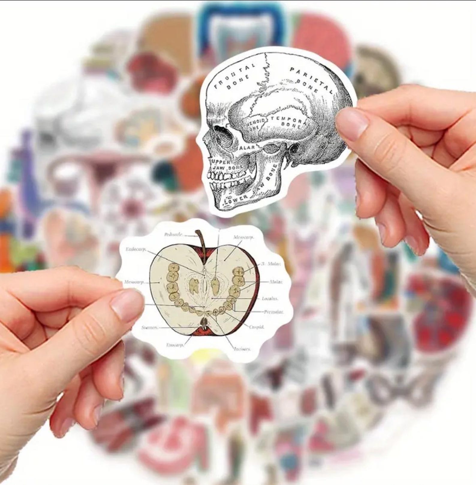 Anatomy Stickers: Medical Illustrations, Healthcare, Biology Student - Etsy