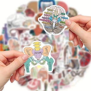 Anatomy Stickers: Medical Illustrations, Healthcare, Biology Student - Etsy