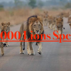 1000 Lions Spell - Etsy