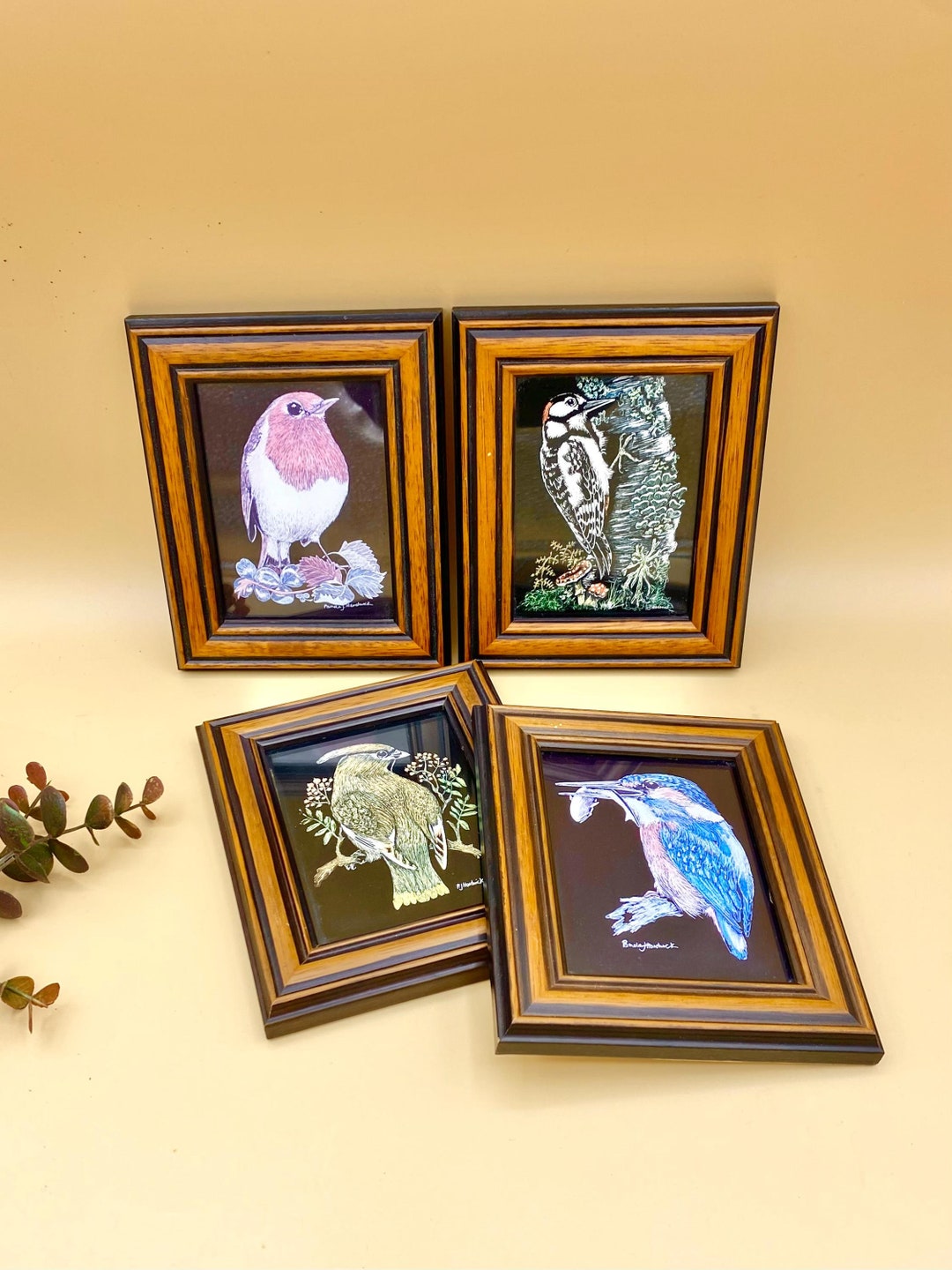 Framed Vintage Bird Art Prints - Pamela Hardwick Ornithology Set - Etsy